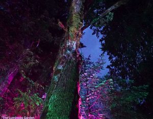 Luminous-Garden - Totally Legit